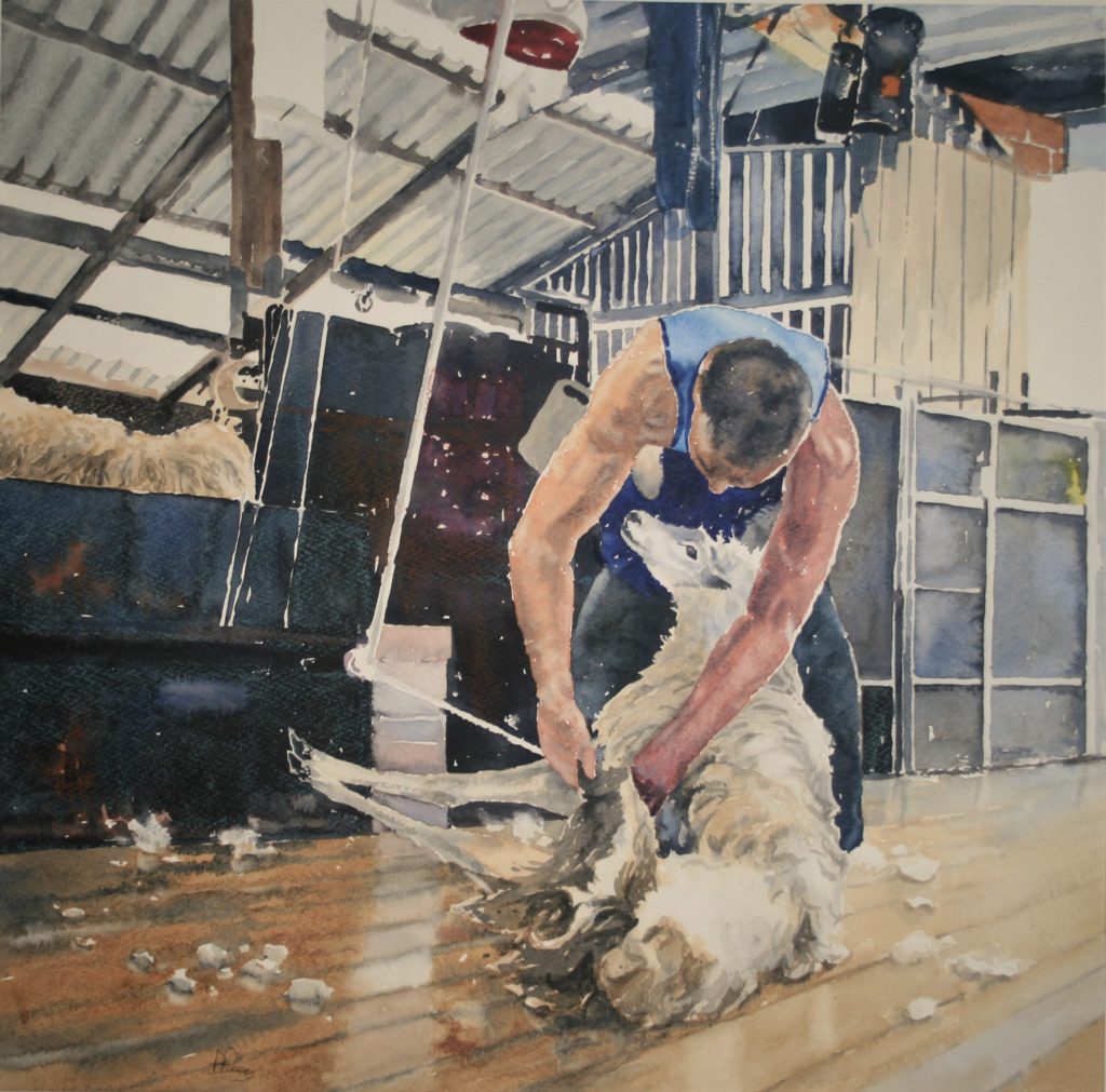 painting in watercolour of sheep shearing. | Paul Pacey